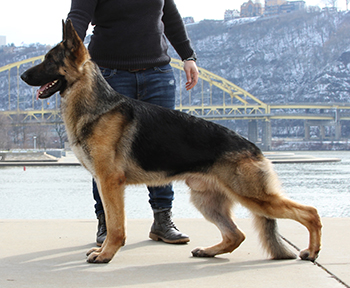 Shadomoon Aussies :: Dogs